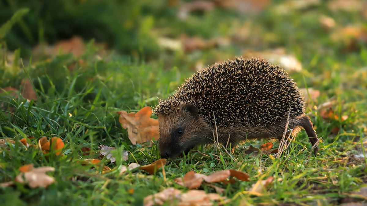 Comment détecter la présence d’un hérisson dans le jardin